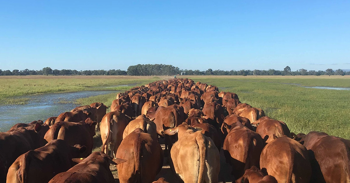 Droughtmaster National Bull Sale 2025 - scdroughtmasters